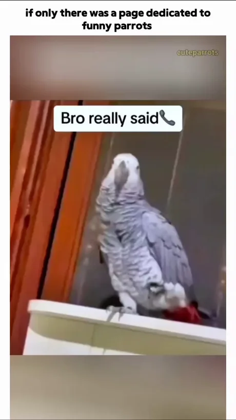 Wtf Bird Memes Mood |🦜 Follow For Daily Bird Memes! 🦜| #bird