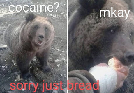 Best Funny bear Memes - 9GAG