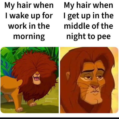 King Lion Memes Cool Funny Lion In The Pocket With Meme Sunglasses