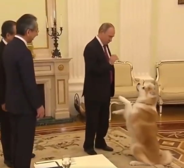 In 2012, Japan gifted Putin an Akita named Yume. Years later, when two ...