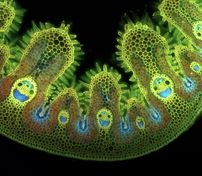 These grass cells are smiling, and so am I. - 9GAG