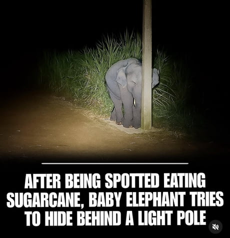 Funny Elephant Memes