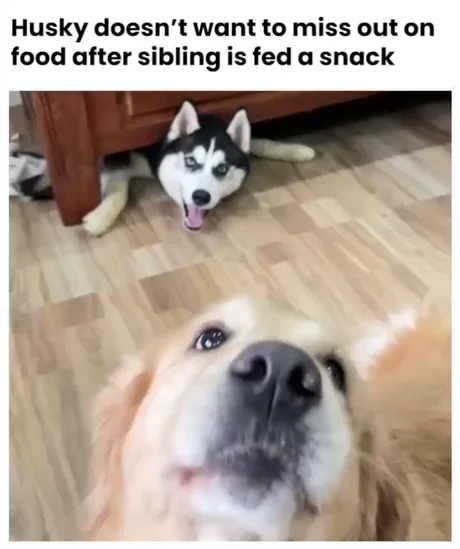 Husky Meme Ooit Best Funny Husky Memes 9GAG