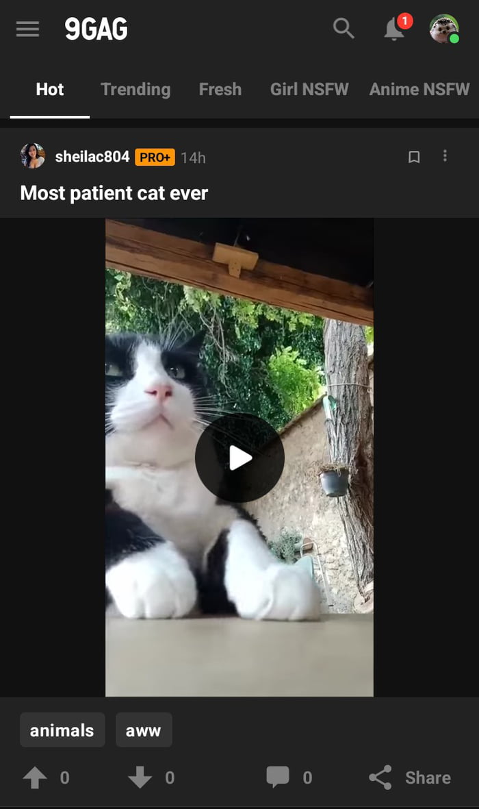 Does posting a cat also can hacked the algorithm? How post without a vote can go to Hot? - 9GAG