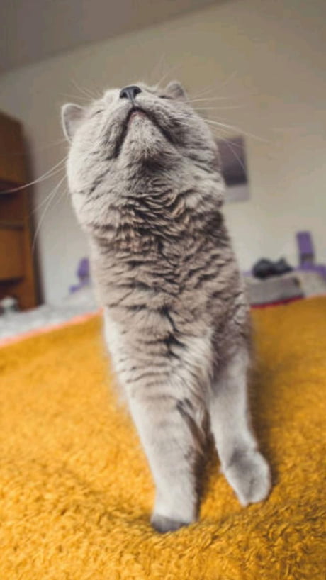 Best Funny Norwegian Forest Cat Memes - 9GAG