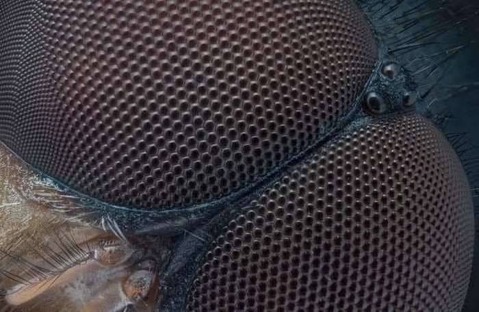 Dragonfly ultra zoomed in. - 9GAG