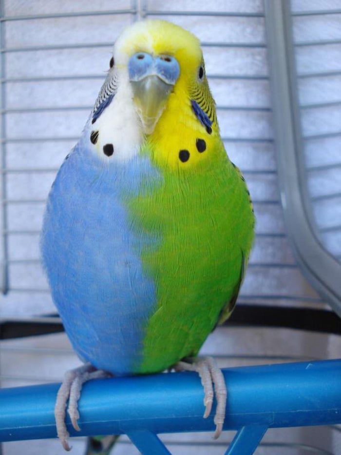 This is a half-sider budgerigar, it has completely different colours on ...