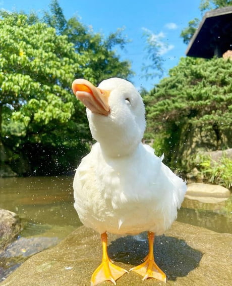 Best Funny duck Memes - 9GAG