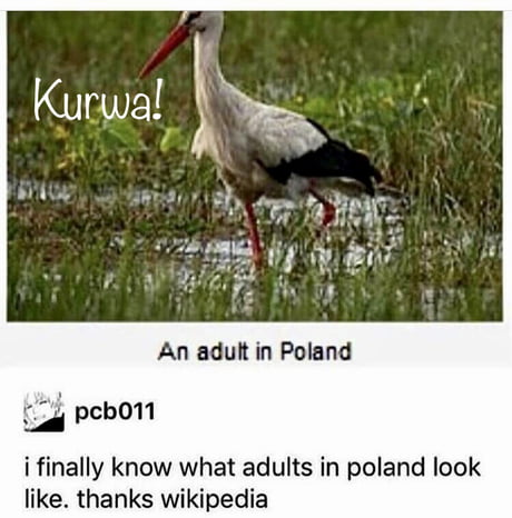 Best Funny stork Memes - 9GAG