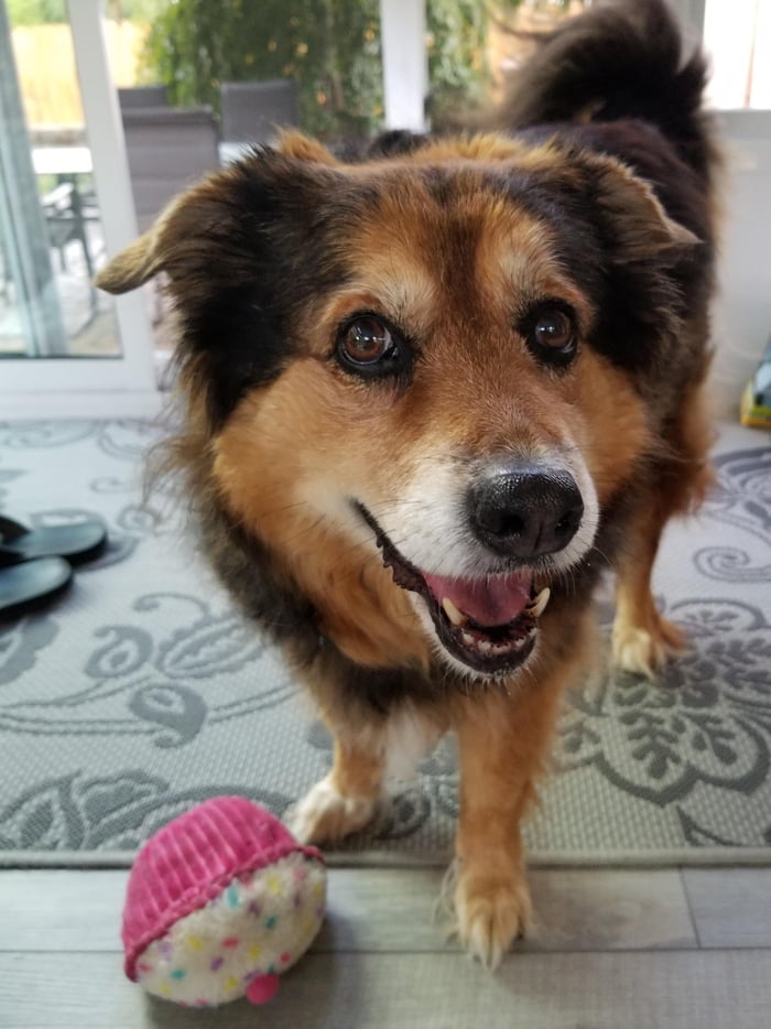 A daily picture of Peanut the dog - Day 734 - 9GAG