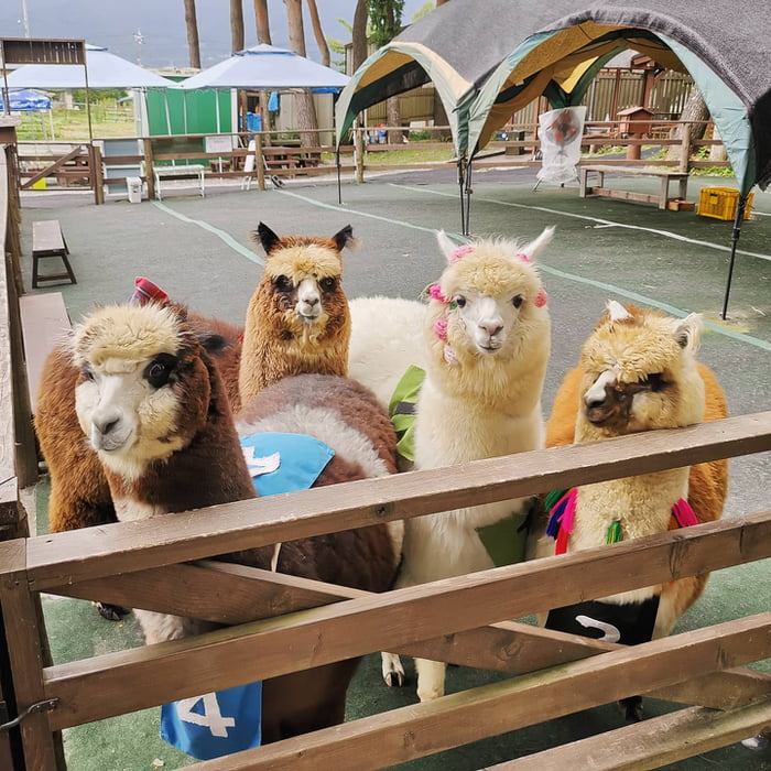 There's An Actual Alpaca Race In Japan - 9GAG