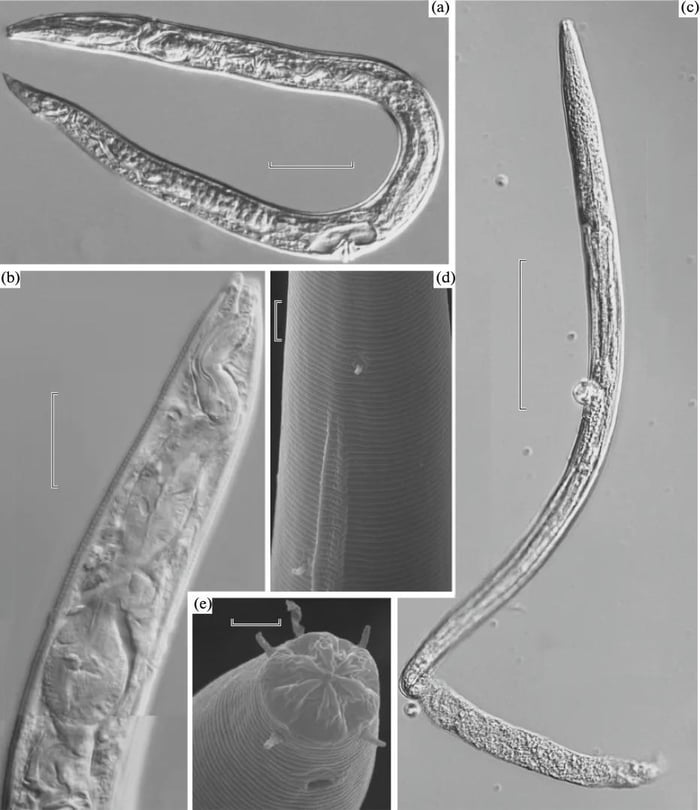 Russian researchers resurrected 42,000 year old worms previously buried ...
