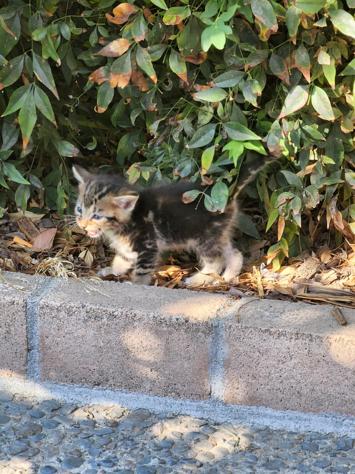 Ferocious cat - 9GAG