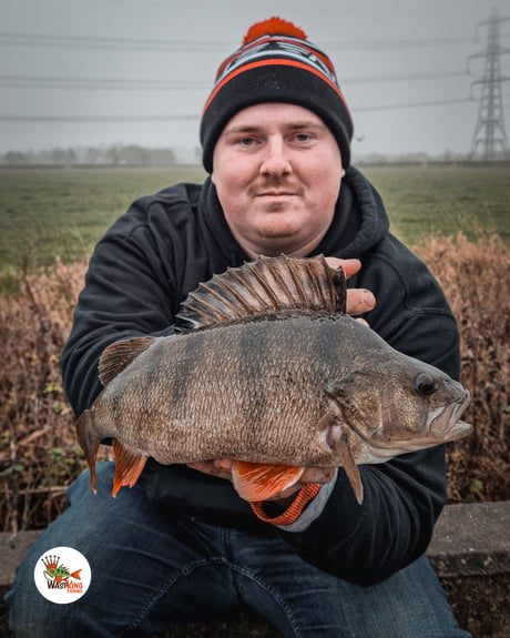 Best Funny perch Memes - 9GAG