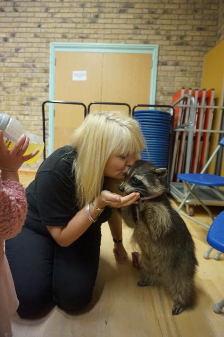 Oreo, The Real-Life Model For Rocket Raccoon In ‘GOTG’ Has Passed Away ...