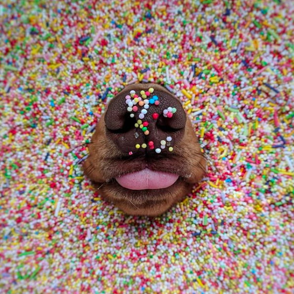 LoCaL DoG DrOwNeD iN cOlOrFuL SpRiNkLeS - 9GAG