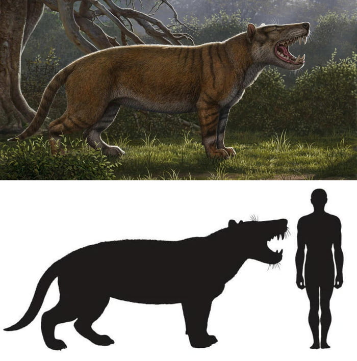 Recently identified ancient species "Simbakubwa kutokaafrika", a giant ...