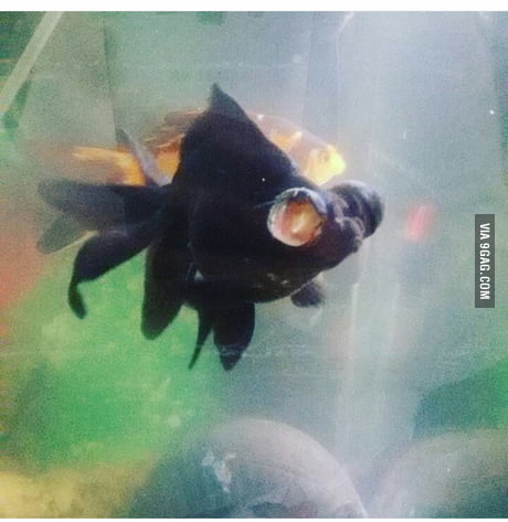Black Moor Goldfish Eyes
