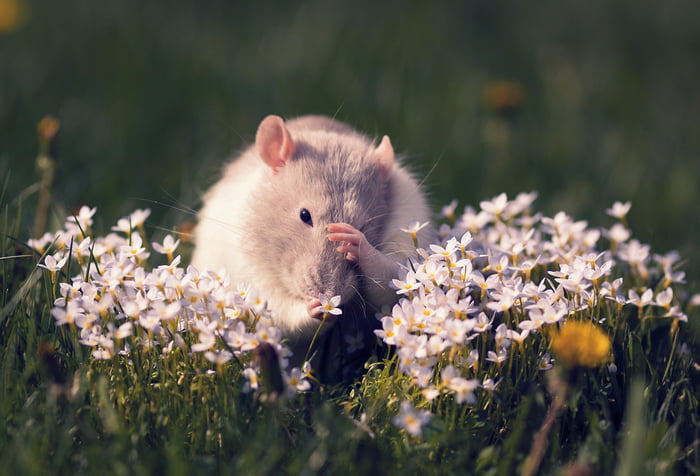 Rat smelling a flower - 9GAG