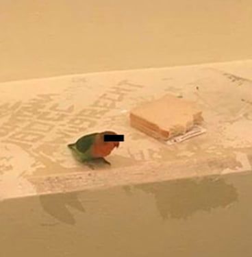 The Dutch police once arrested a bird for taking part in a robbery, put ...