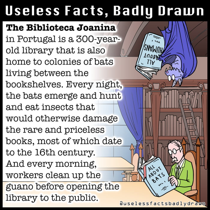 More empirical evidence that bats are cool AF and cute as heck. - 9GAG