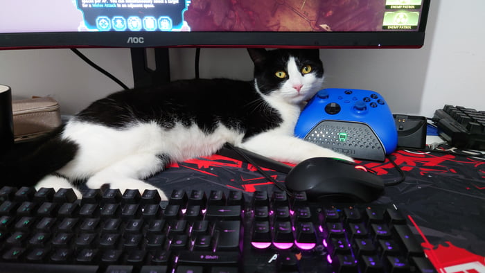 My gamer cat. She loves hitting my F8 (quick load) key during baldurs ...