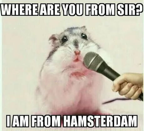 Memes So Amsterdam