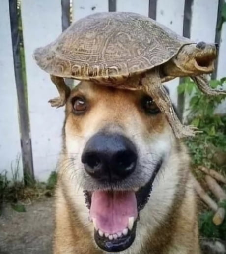 Best Funny turtle Memes - 9GAG