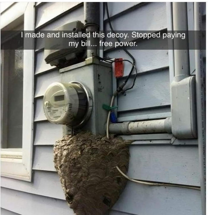 Wasps to the rescue ! - 9GAG