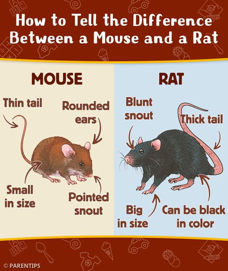 Best Funny rat Memes - 9GAG