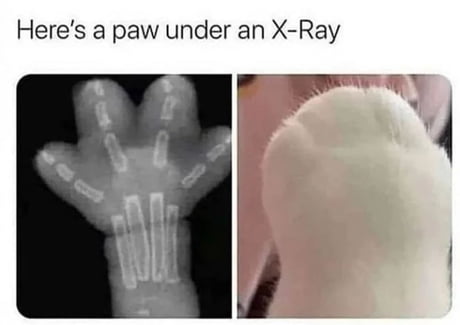 Best Funny xray Memes - 9GAG
