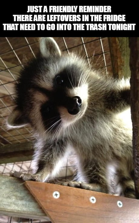 Scheming Raccoon Memes A Massive Selection Of Funny And