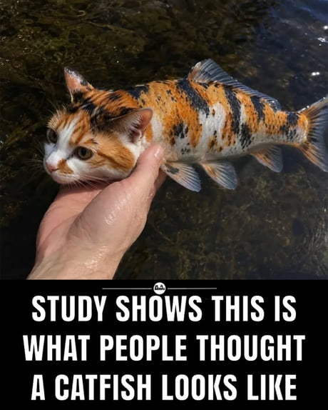 Best Funny catfish Memes - 9GAG