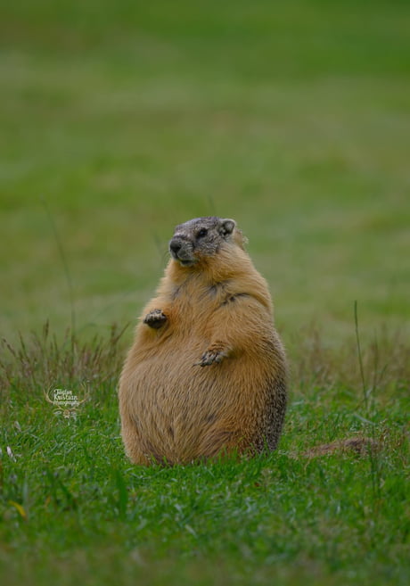 Best Funny marmot Memes - 9GAG