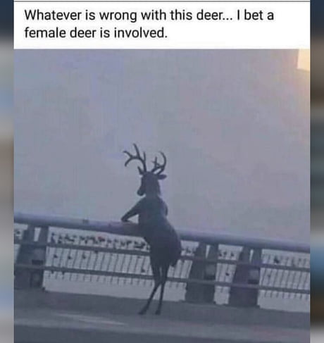 Best Funny stag Memes - 9GAG