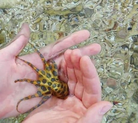 Best Funny octopus Memes - 9GAG