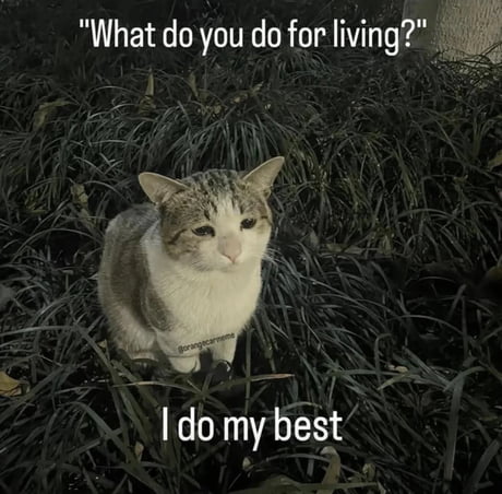 Best Funny meow Memes - 9GAG
