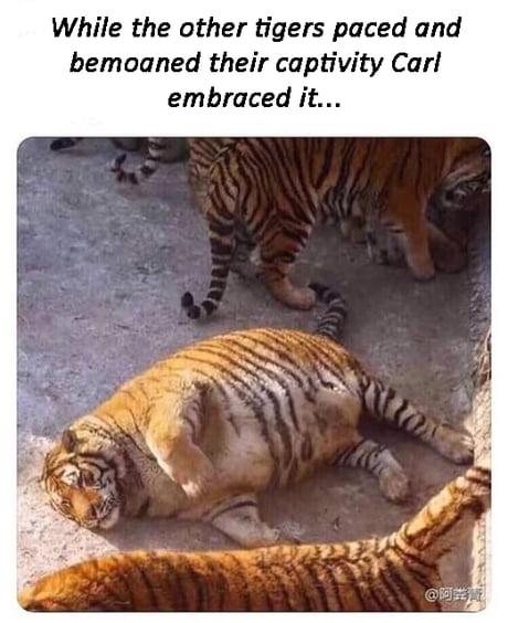 Best Funny tiger Memes - 9GAG