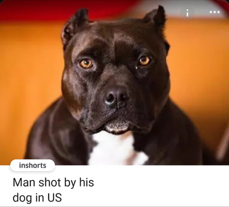 Best Funny pitbull Memes - 9GAG