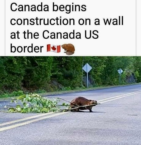 Funny Border Memes Top 10: Funny Border Collie Memes You Need To See