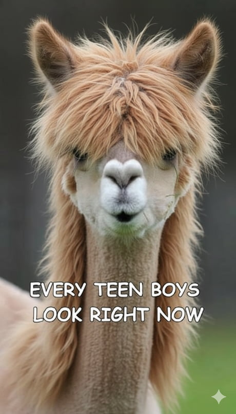 Funny Alpaca Meme