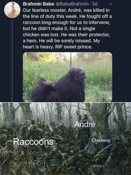 Best Funny rooster Memes - 9GAG