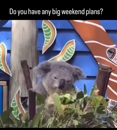 Koala Weed Memes