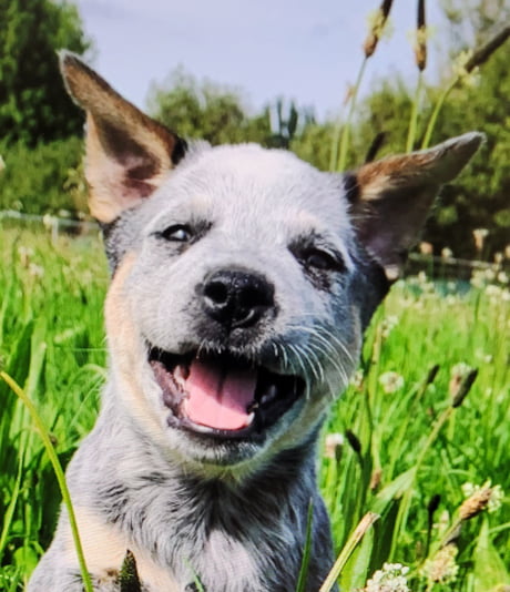 Best Funny blue heeler Memes - 9GAG
