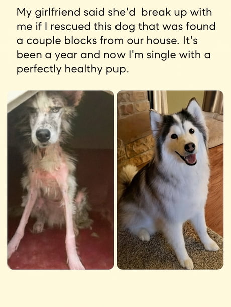 Best Funny dogrescue Memes - 9GAG