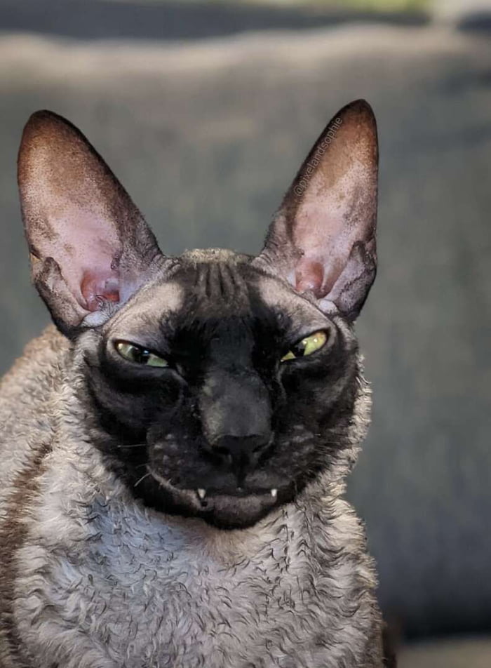 Meet Pixel, A Cornish Rex That Has A Goofy Smile - 9GAG