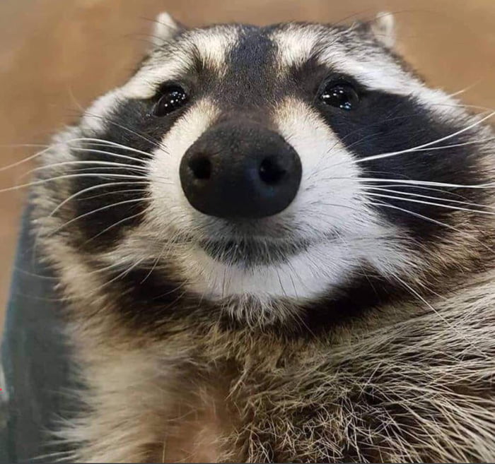 Cute racoon - 9GAG