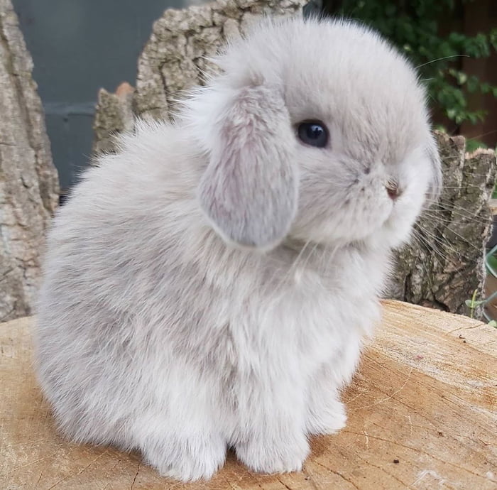 One adorable fluffball - 9GAG