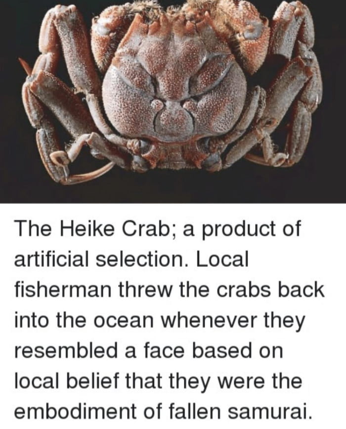 The Heike Crab, a product of artificial selection when fisherman threw ...