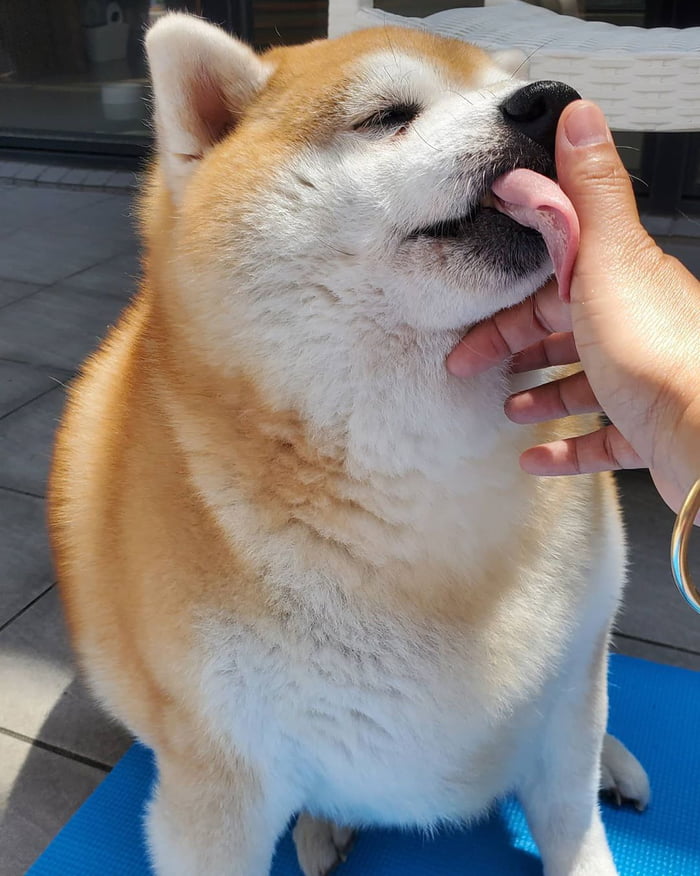 Meet Moja, A Chubby Shiba That Looks Like A Sumo Wrestler - 9GAG